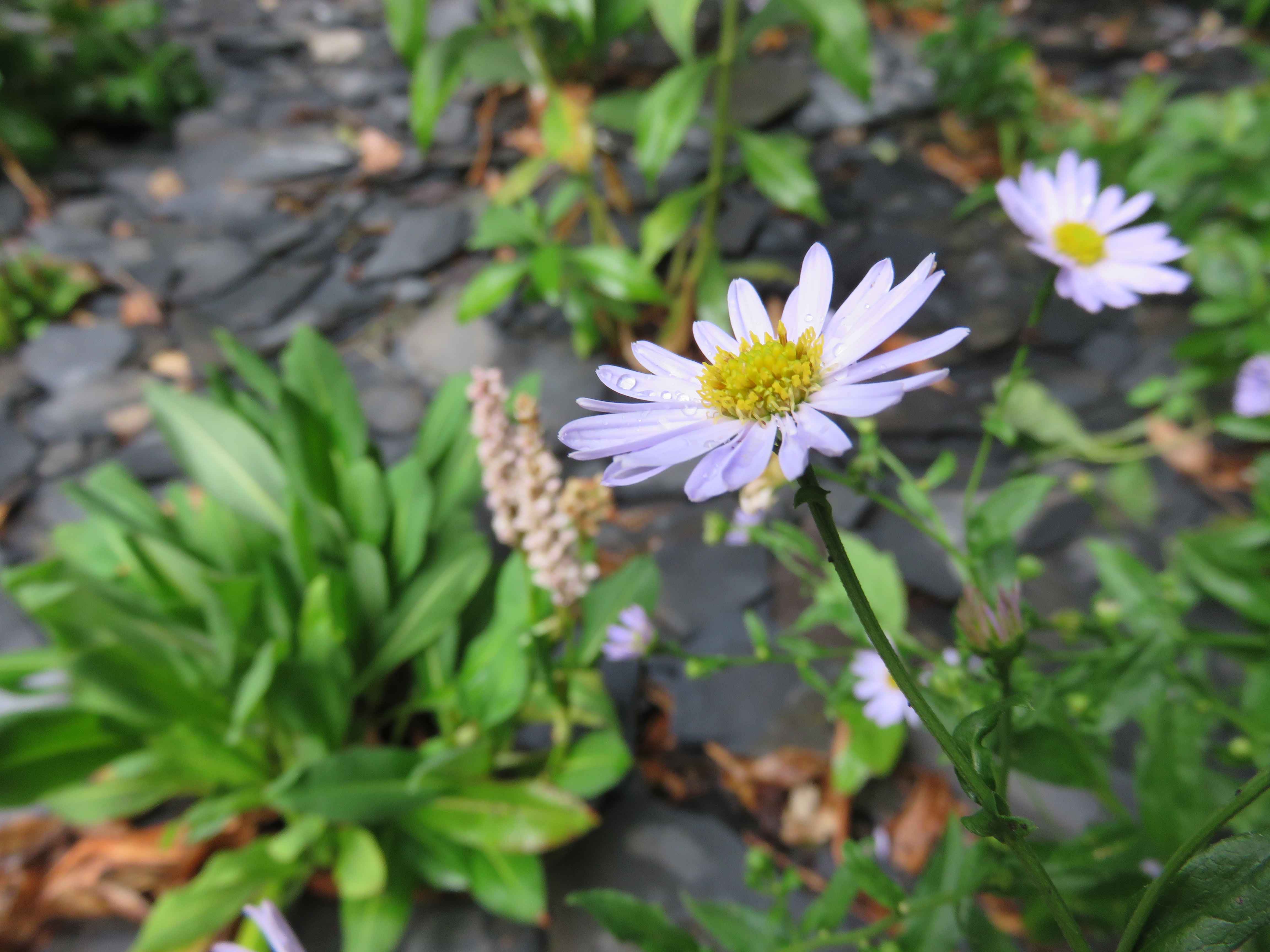 Kalimeris incisa ‘Blue Star’ | Arnaud Brouté Jardinier-paysagiste ...